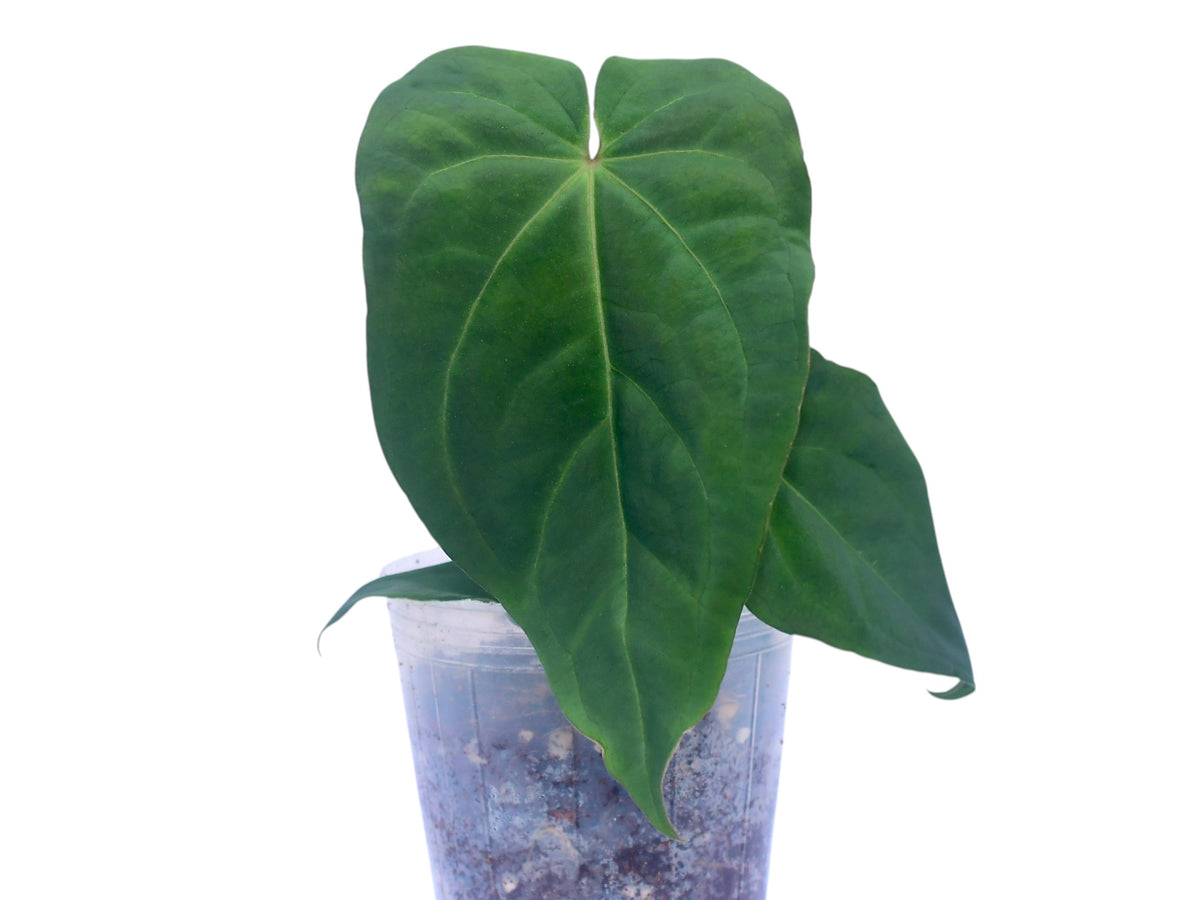 Anthurium forgetii 'Cup Leafs' x Anthurium kunayalense — Ecuagenera ...