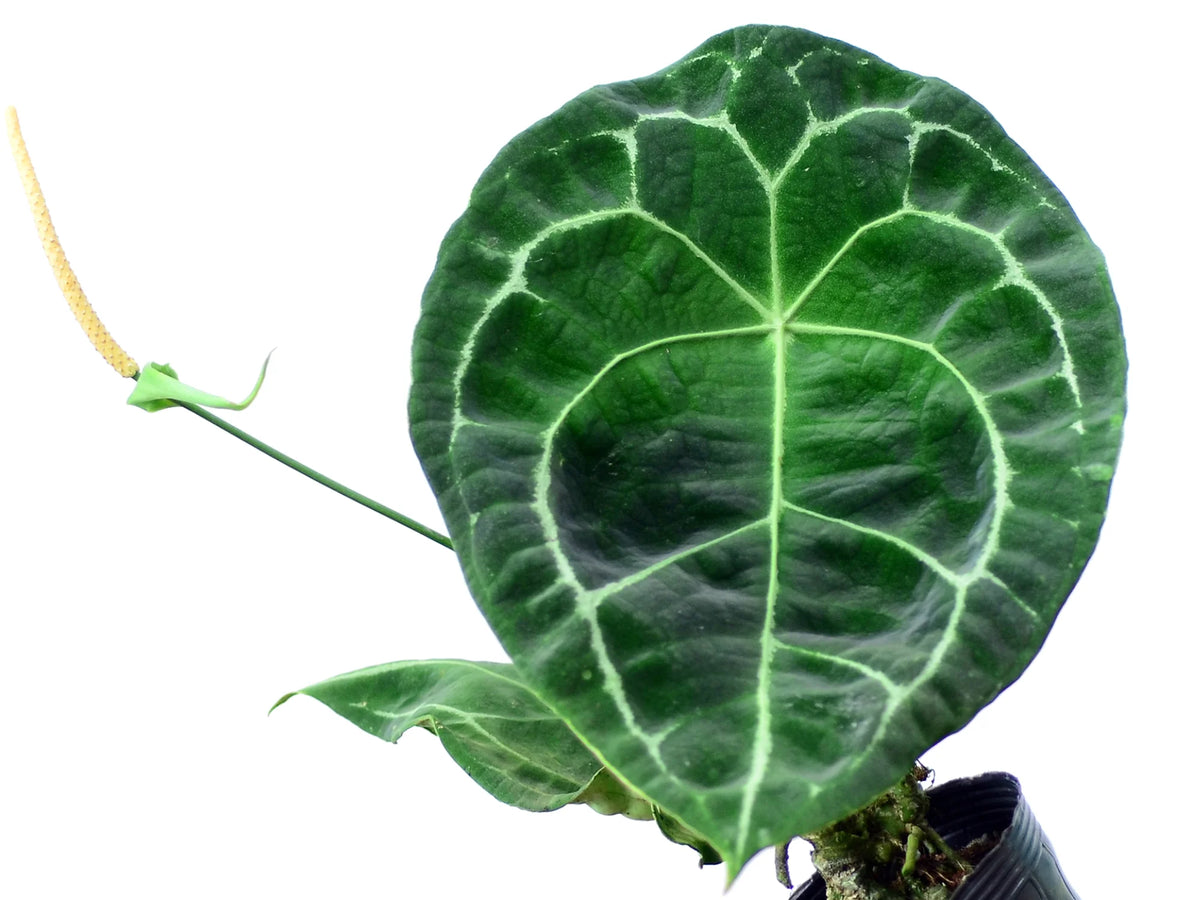 Anthurium forgetii white stripes — Ecuagenera Orquídeas del Ecuador