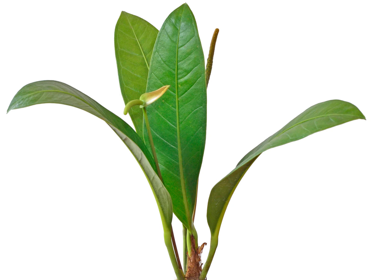 Anthurium gracile Ecuagenera — Ecuagenera Orquídeas del Ecuador