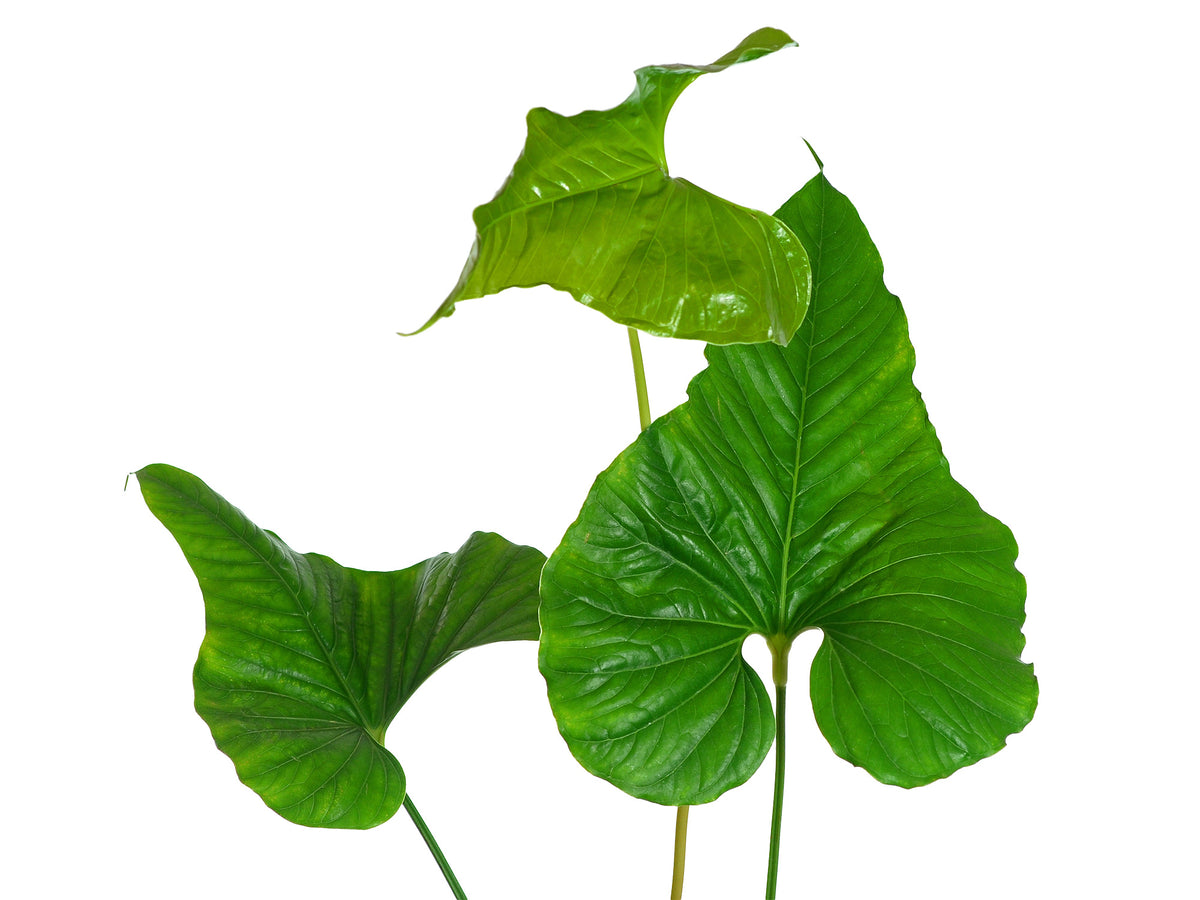 Anthurium insigne El Pangui — Ecuagenera Orquídeas del Ecuador
