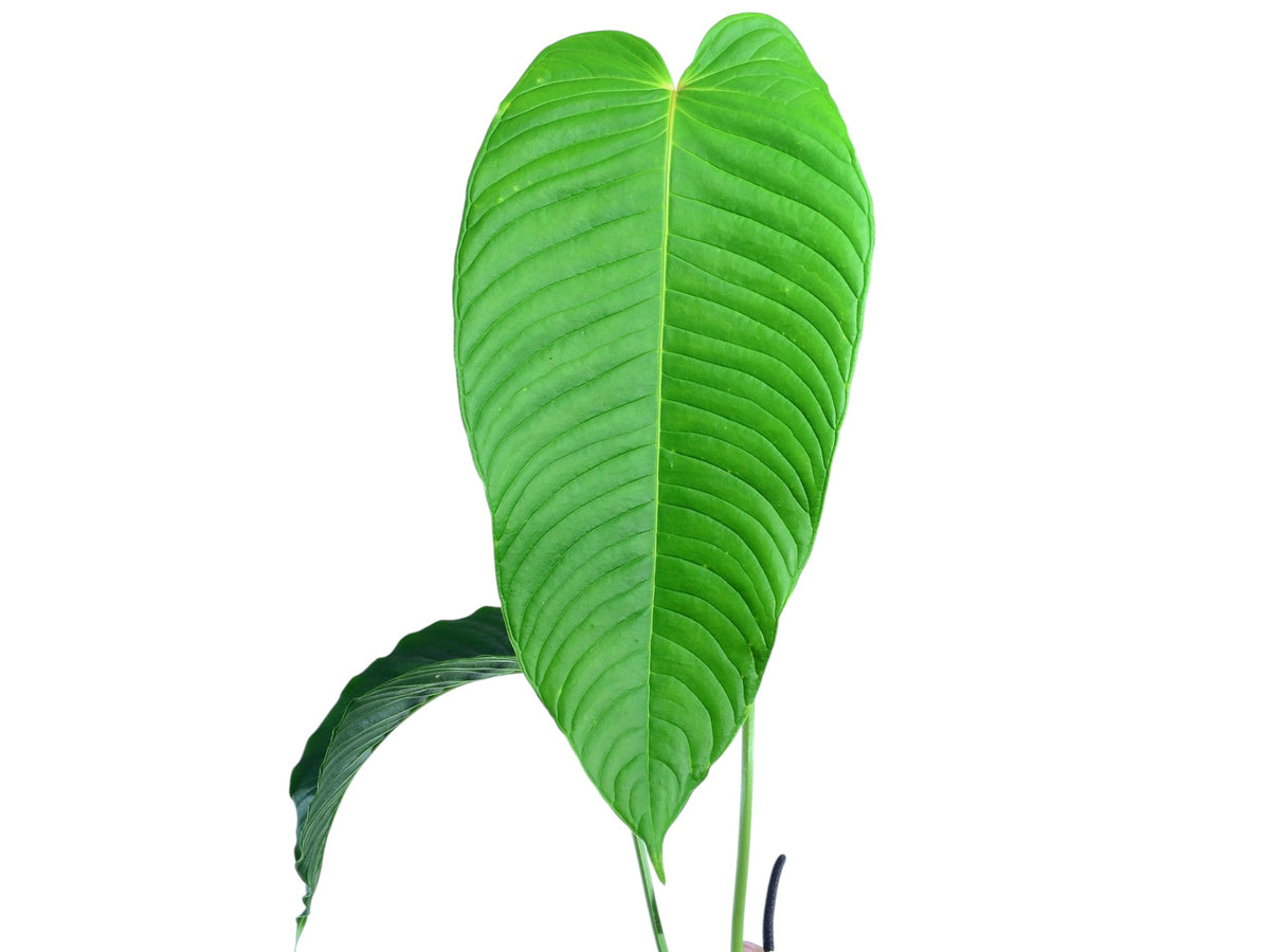 Anthurium lineolatum — Ecuagenera Orquídeas del Ecuador