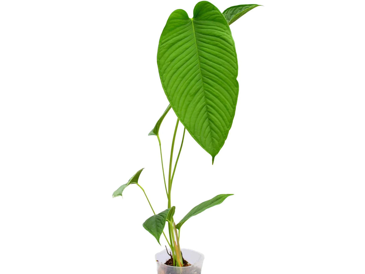 Anthurium lineolatum 'Esmeralda' — Ecuagenera Orquídeas del Ecuador