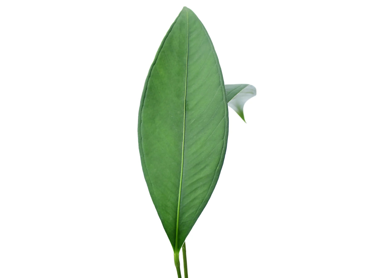 Anthurium microphyllum — Ecuagenera Orquídeas del Ecuador
