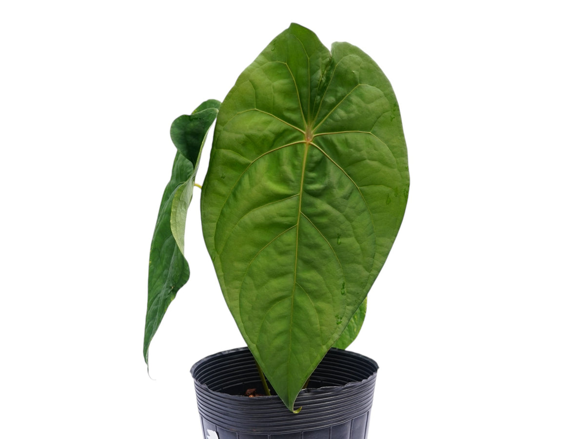 Anthurium nigrolaminum gigante x Anthurium forgetii — Ecuagenera ...
