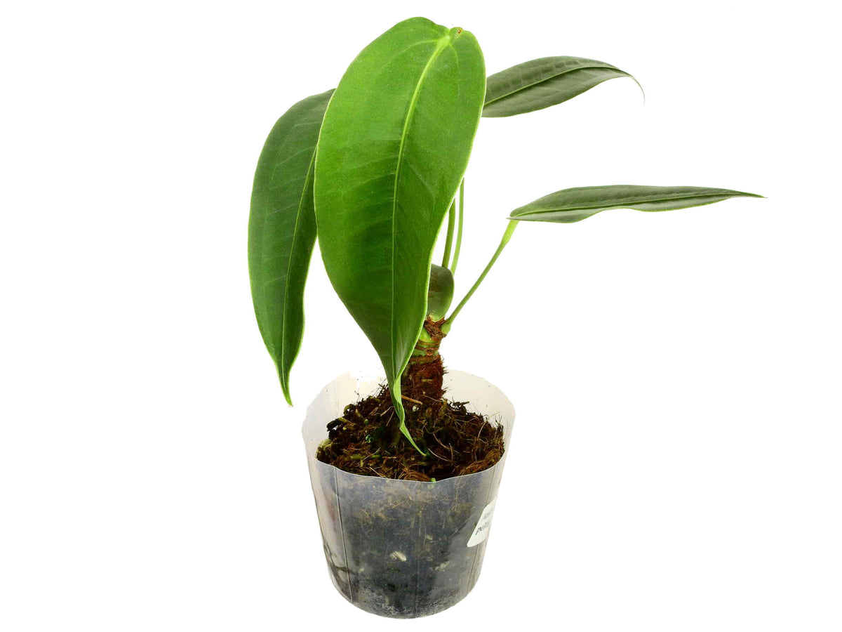 Anthurium Peltigerum Narrow Exotic Aroid Plant Ecuagenera