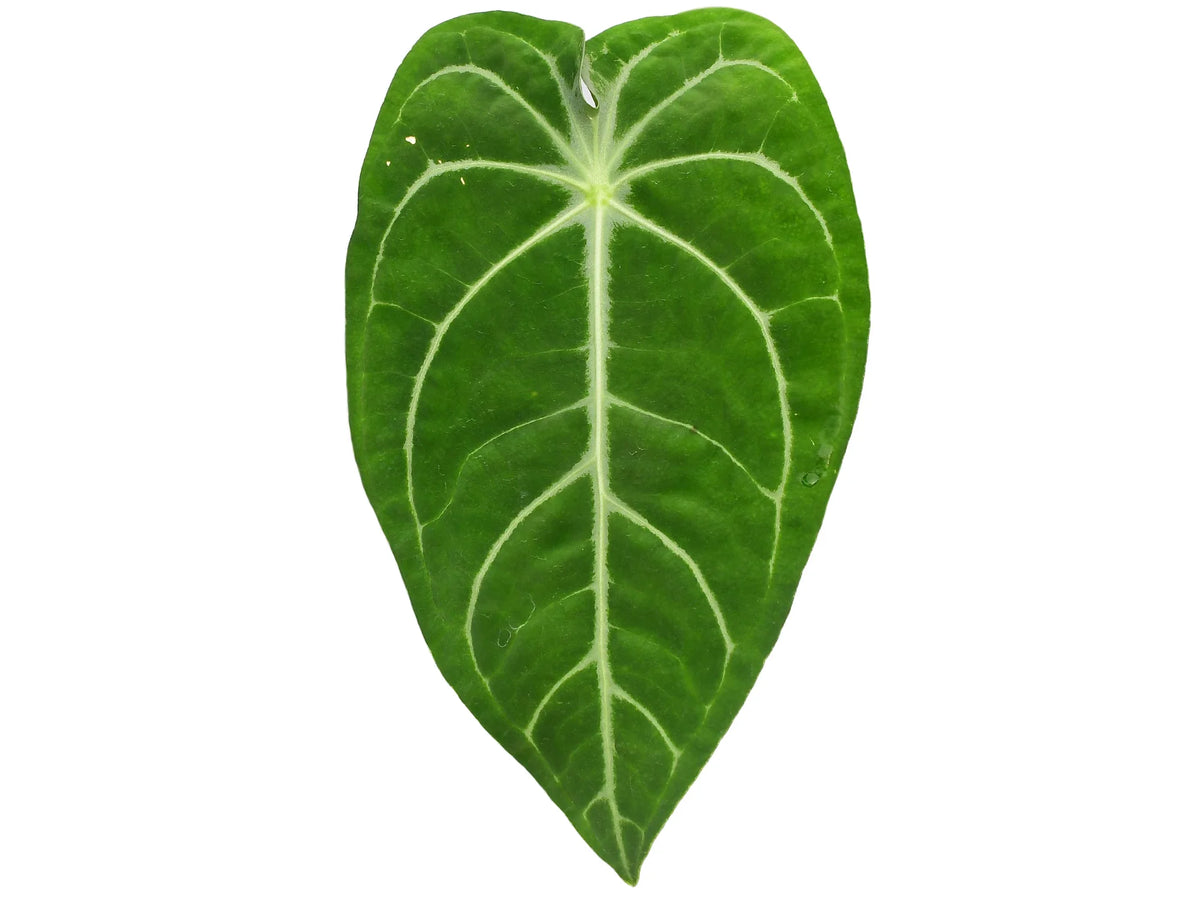 Anthurium villenaorum x Anthurium forgetii — Ecuagenera Orquídeas del ...