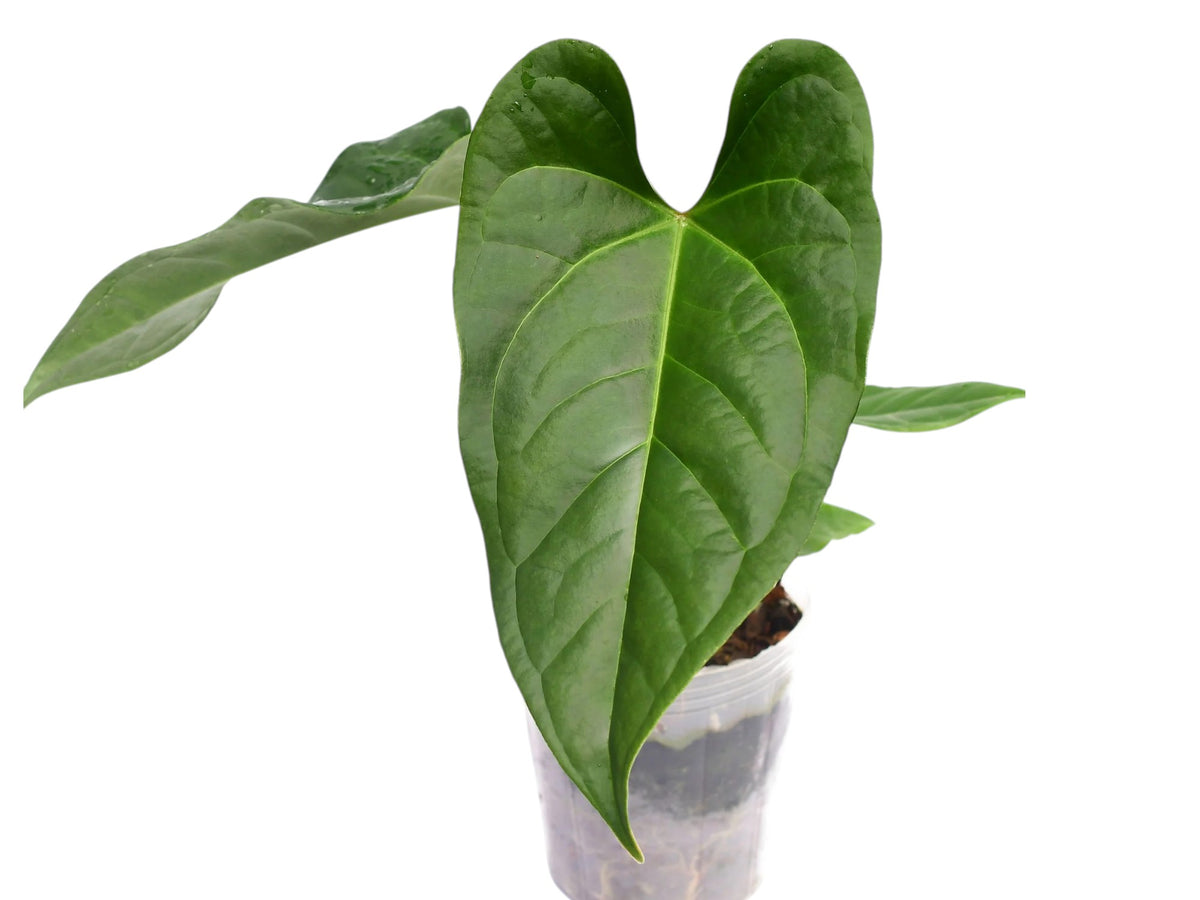 Anthurium insigne 'Paradise' x Anthurium forgetii — Ecuagenera ...