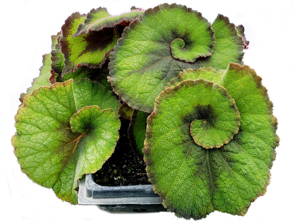 Begonia Escargot ‘green’ — Ecuagenera Orquídeas del Ecuador
