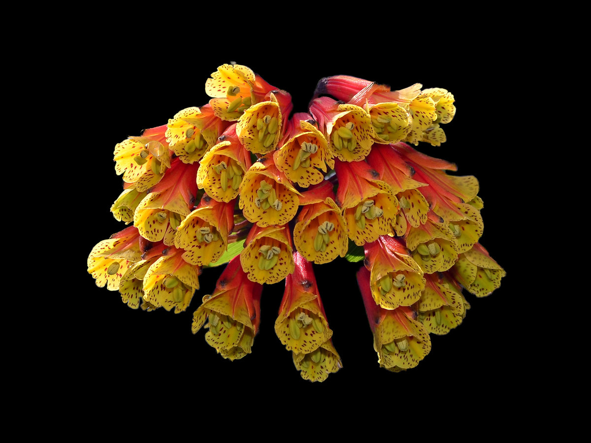 Bomarea multiflora — Ecuagenera Orquídeas del Ecuador