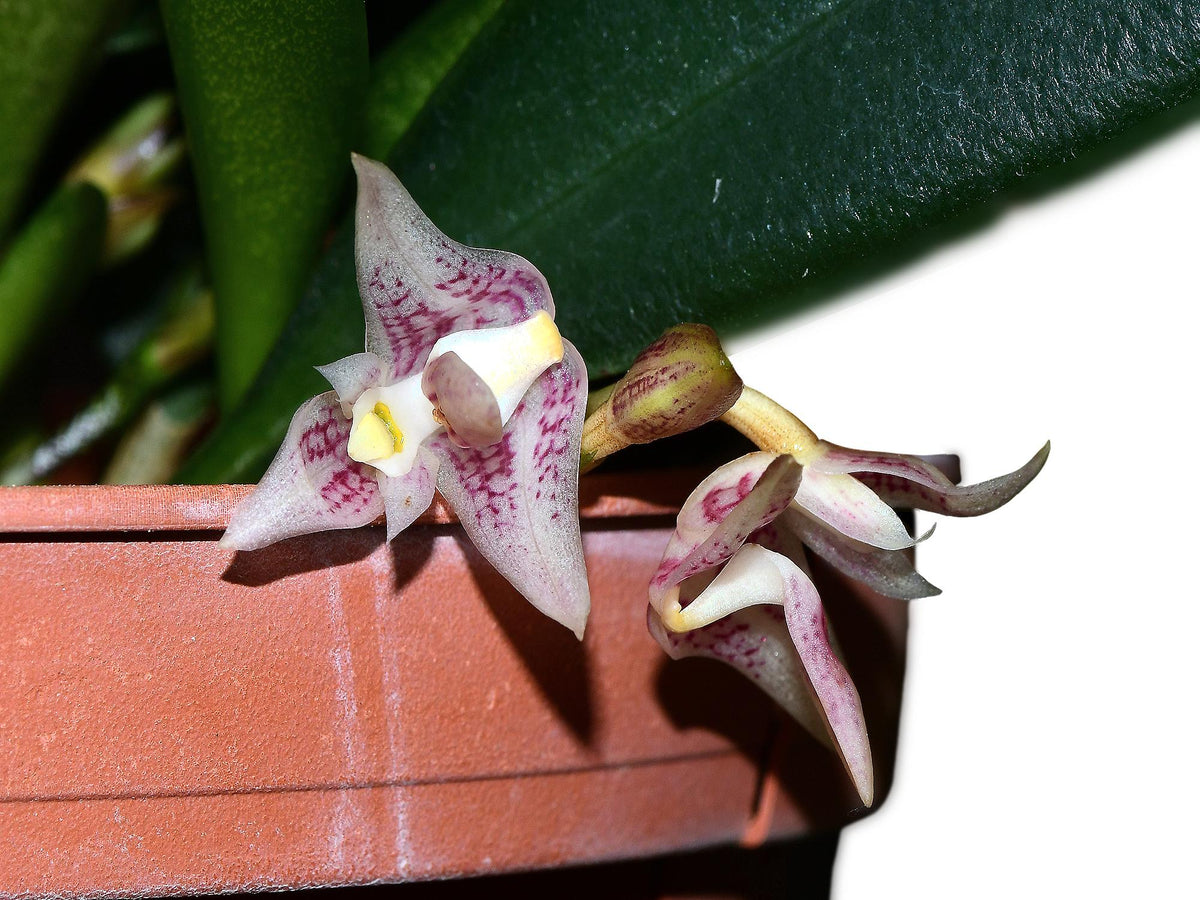 Bulbophyllum infundibuliforme subsp. infundibuliforme — Ecuagenera ...