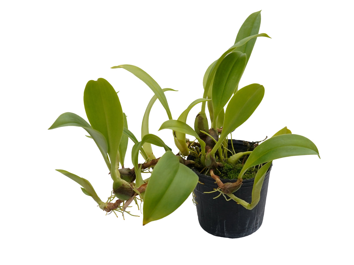Bulbophyllum membranifolium subsp. inunctum — Ecuagenera Orquídeas del ...