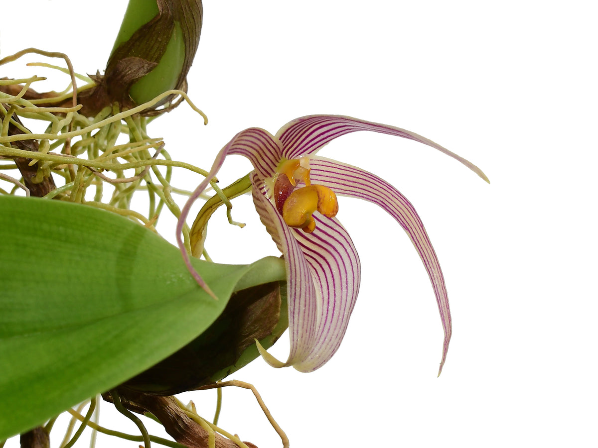 Bulbophyllum membranifolium subsp. inunctum — Ecuagenera Orquídeas del ...