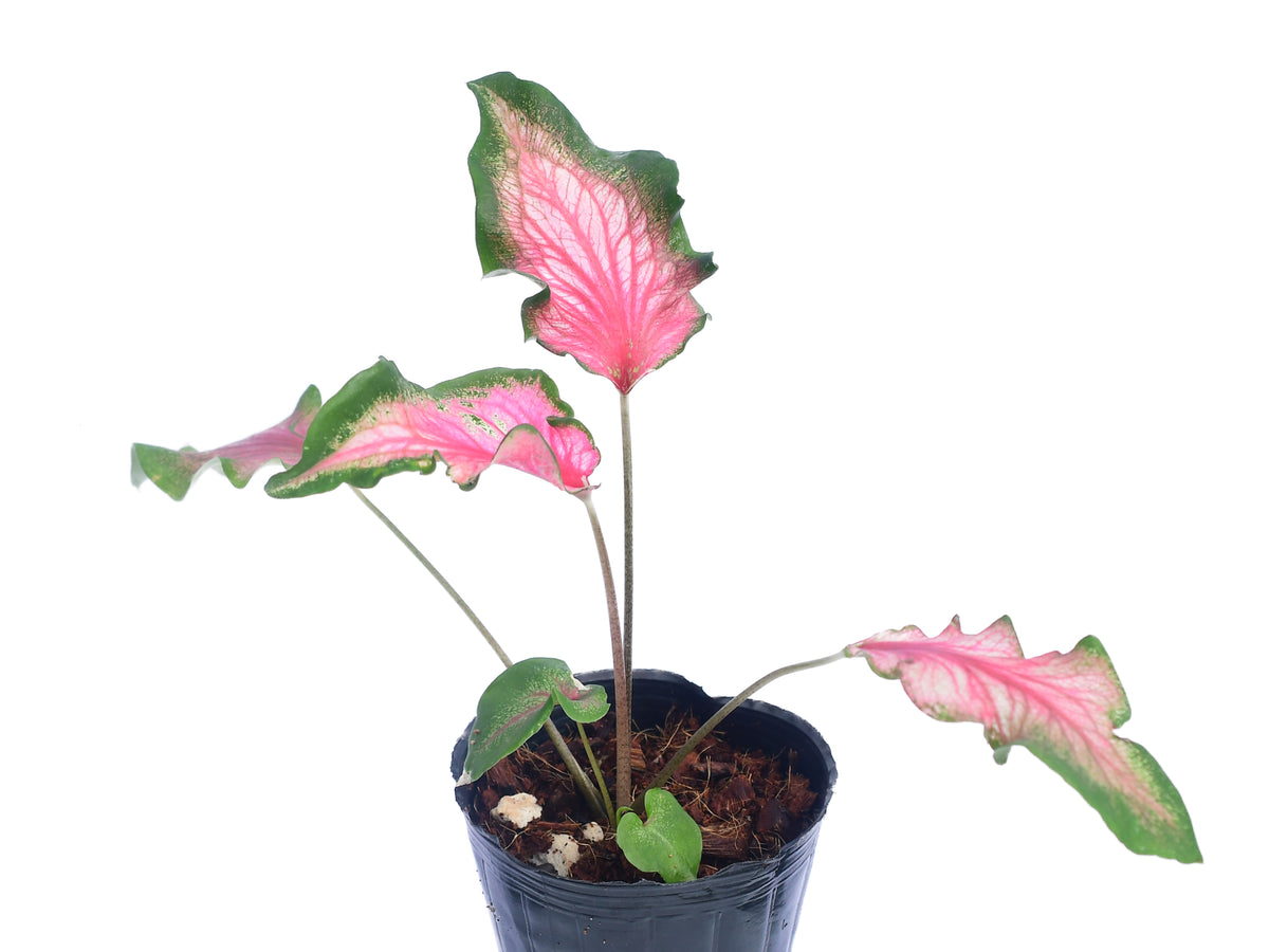 Caladium Dance Skirt — Ecuagenera Orquídeas del Ecuador