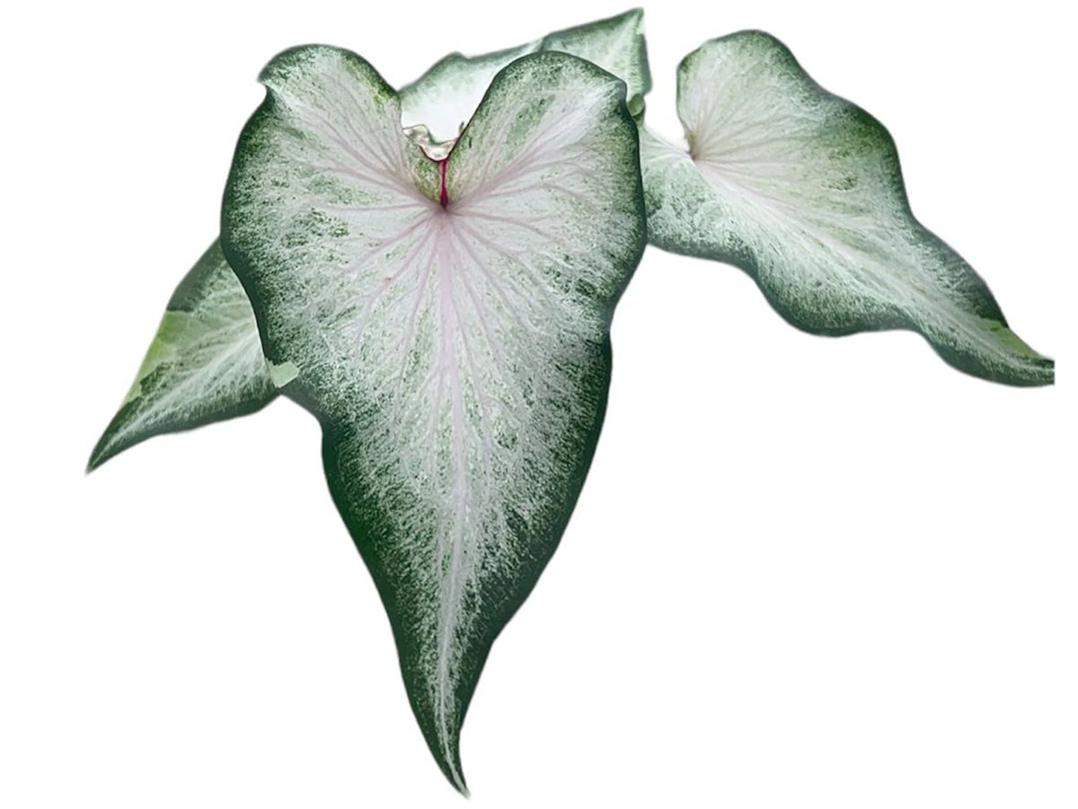 Caladium bicolor 'white wing' — Ecuagenera Orquídeas del Ecuador