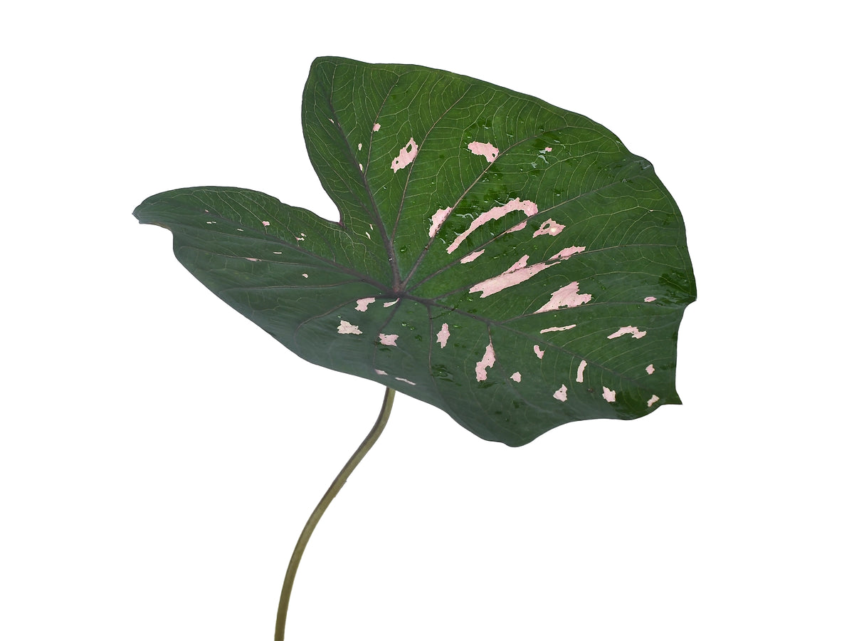 Caladium clavatum — Ecuagenera Orquídeas del Ecuador