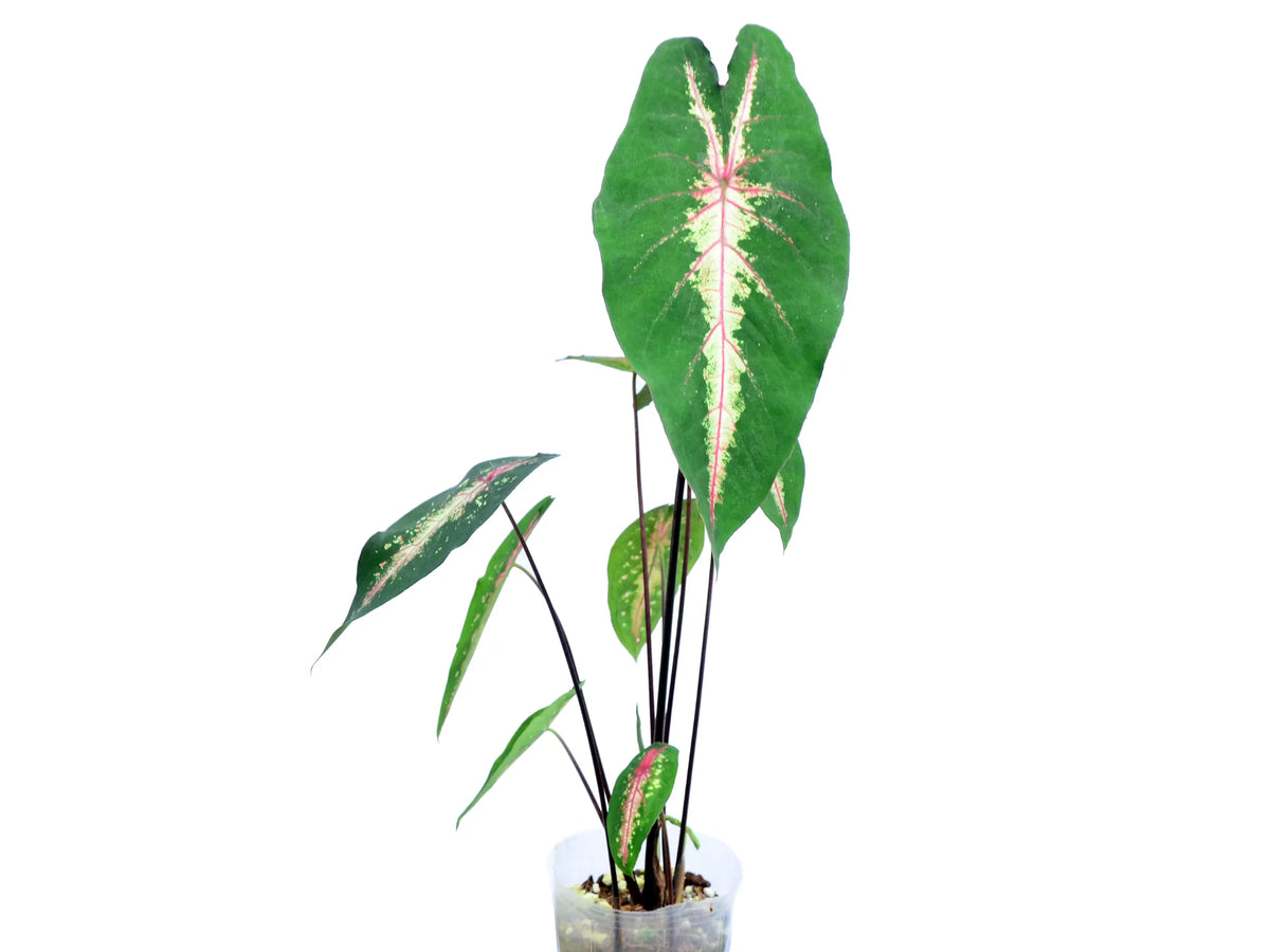 Caladium picturatum — Ecuagenera Orquídeas del Ecuador
