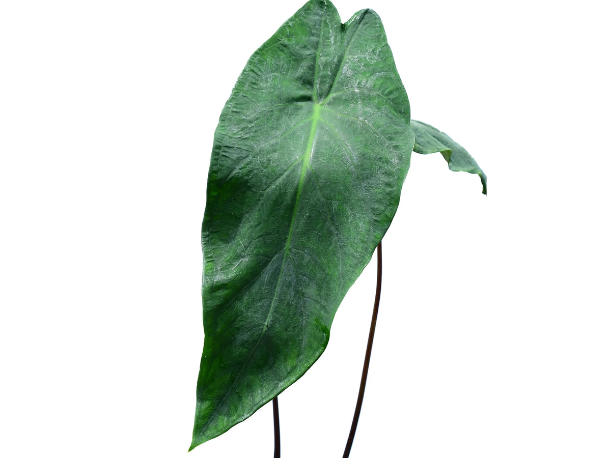 Caladium sp 'Morona Santiago' — Ecuagenera Orquídeas del Ecuador