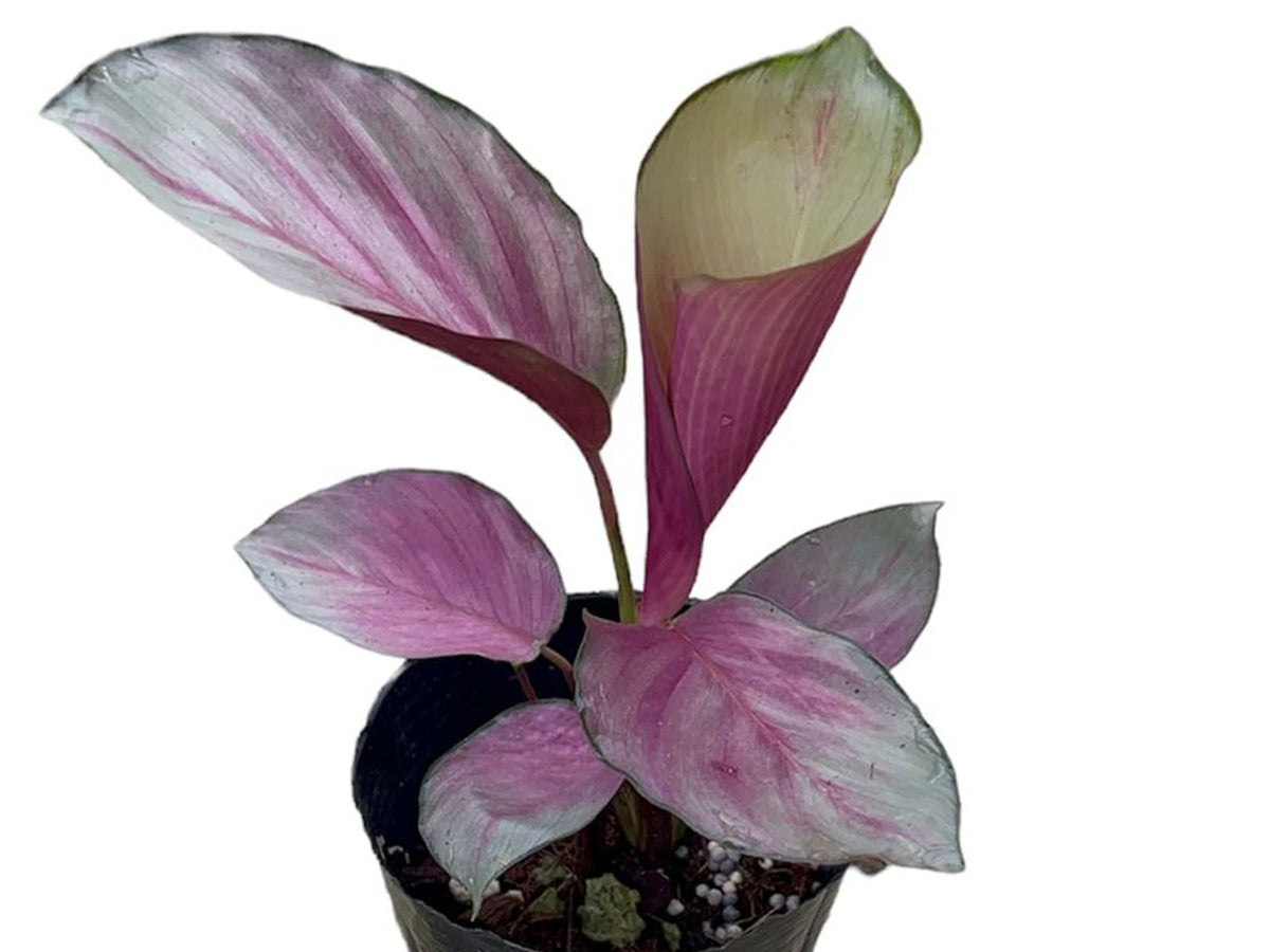 Calathea Pink Aurora — Ecuagenera Orquídeas del Ecuador