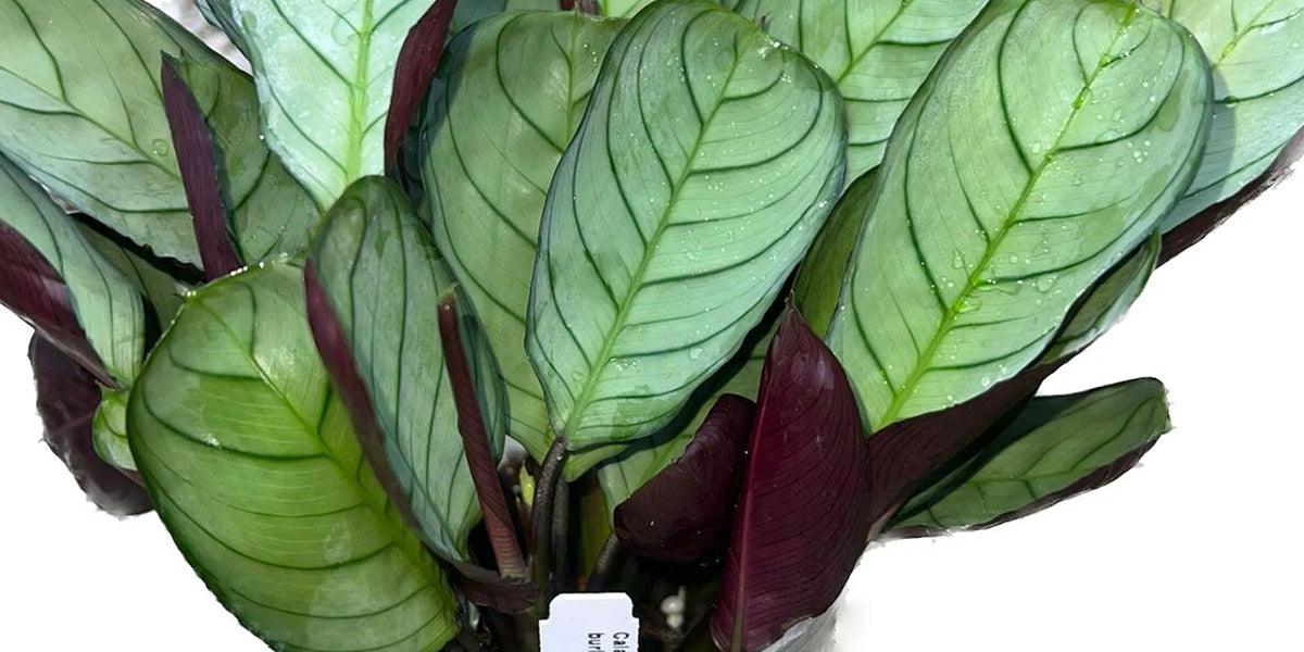 Calathea burle-marxii 'Amagris' — Ecuagenera Orquídeas del Ecuador