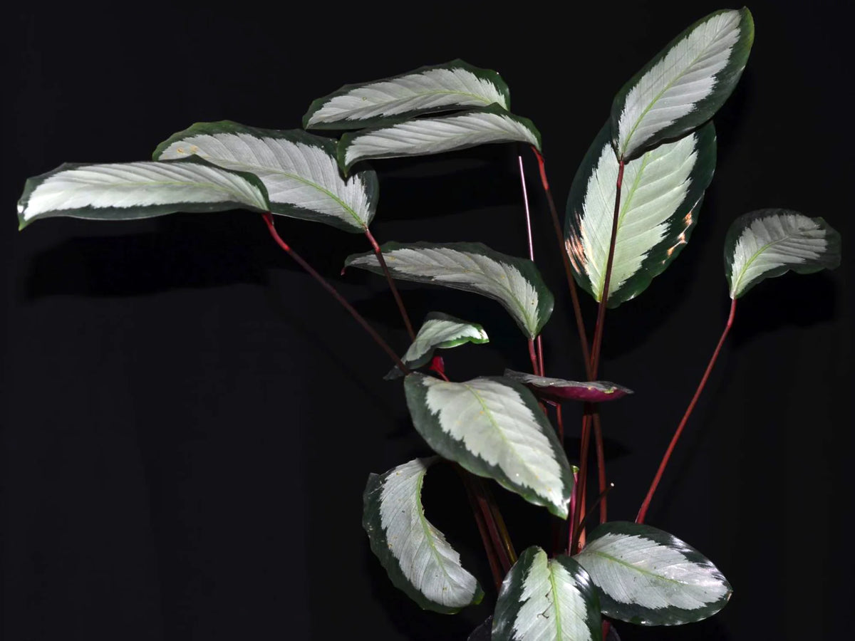 Calathea picturata var. argentea — Ecuagenera Orquídeas del Ecuador