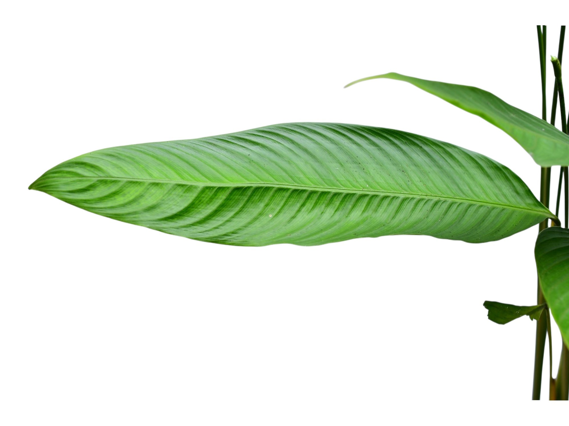 Calathea Oliva — Ecuagenera Orquídeas del Ecuador