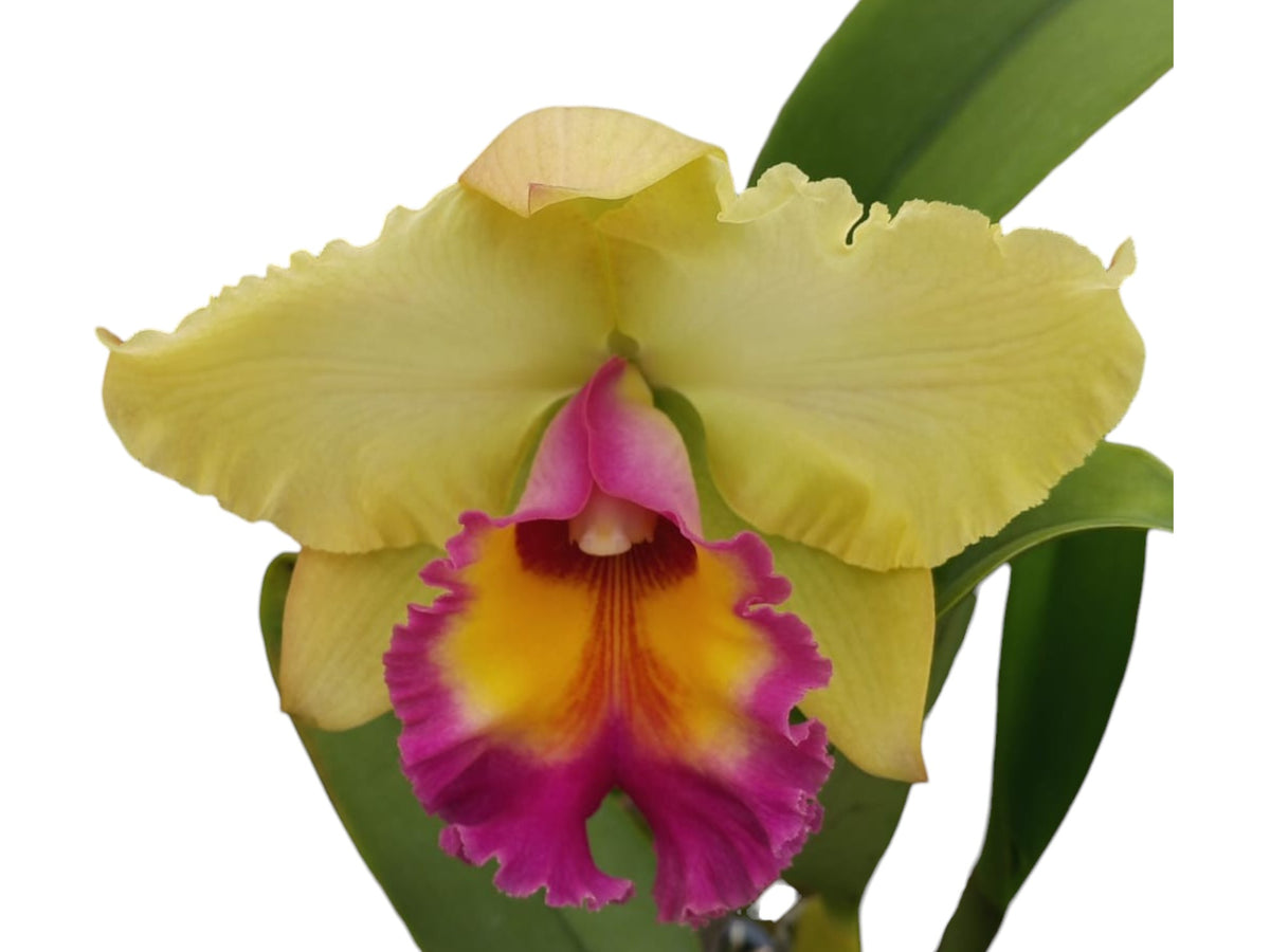 Rhyncholaeliocattleya Isa Ontaneda — Ecuagenera Orquídeas del Ecuador