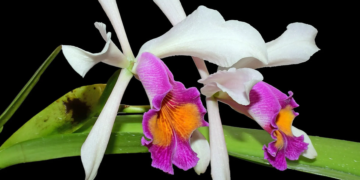 Cattleya Kiat Tan — Ecuagenera Orquídeas del Ecuador