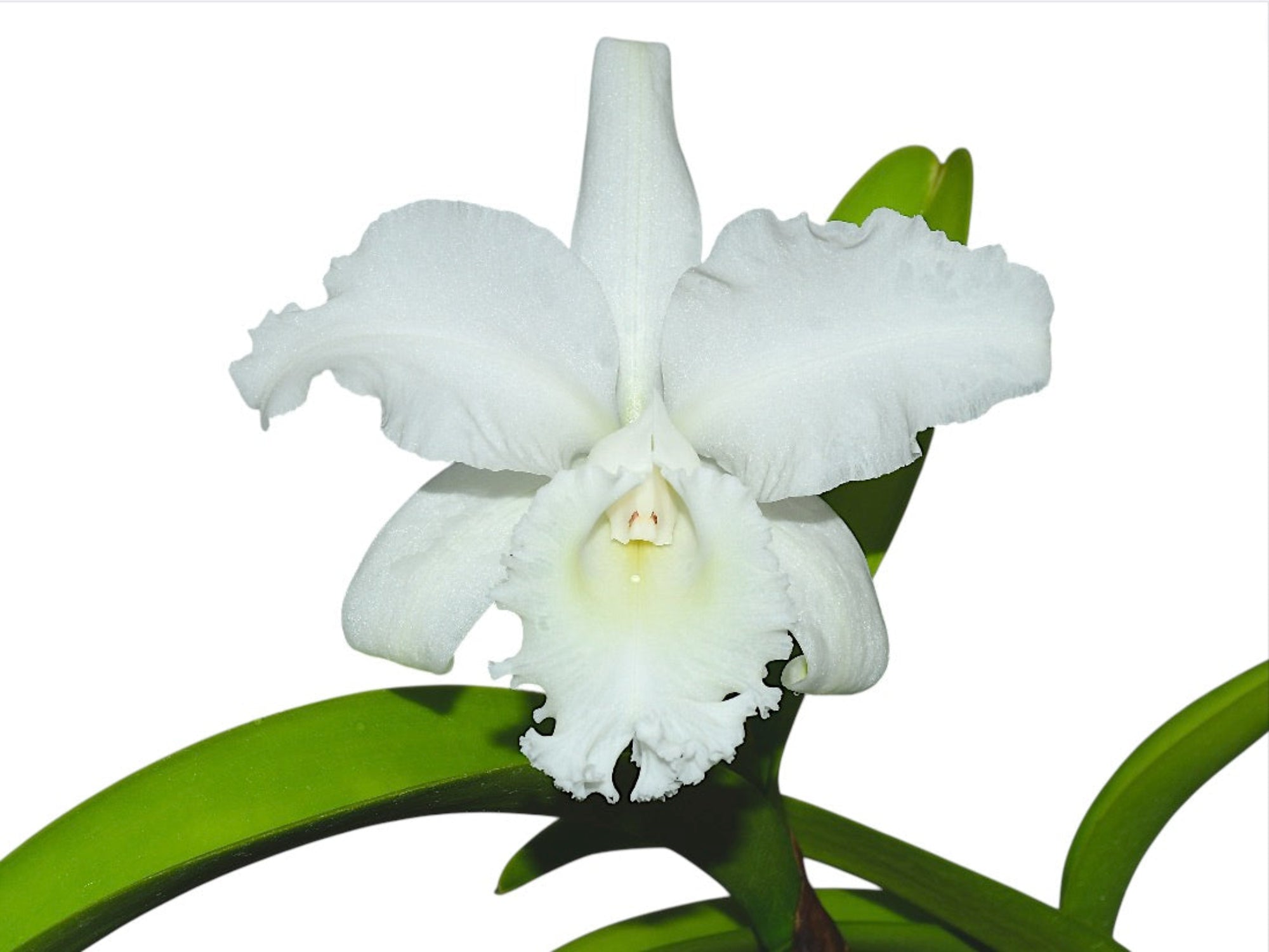 Cattleya Monita Andina — Ecuagenera Orquídeas del Ecuador