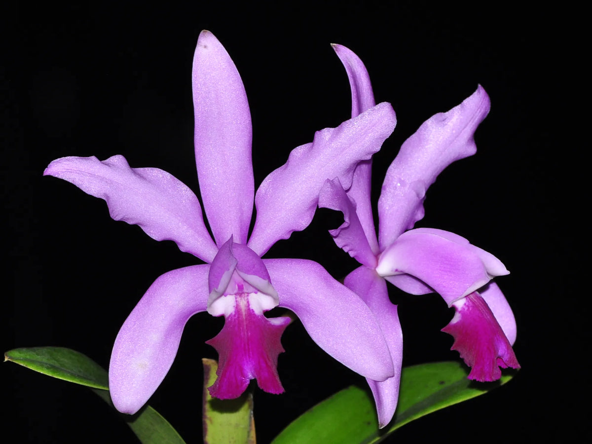 Cattleya intermedia — Ecuagenera Orquídeas del Ecuador