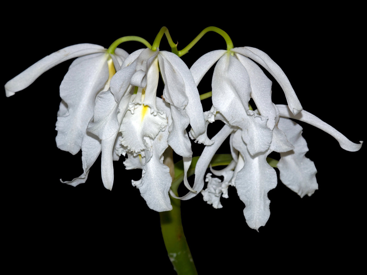 Cattleya maxima f. alba — Ecuagenera Orquídeas del Ecuador