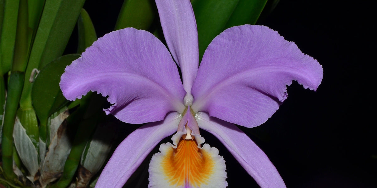 Cattleya mossiae — Ecuagenera Orquídeas del Ecuador
