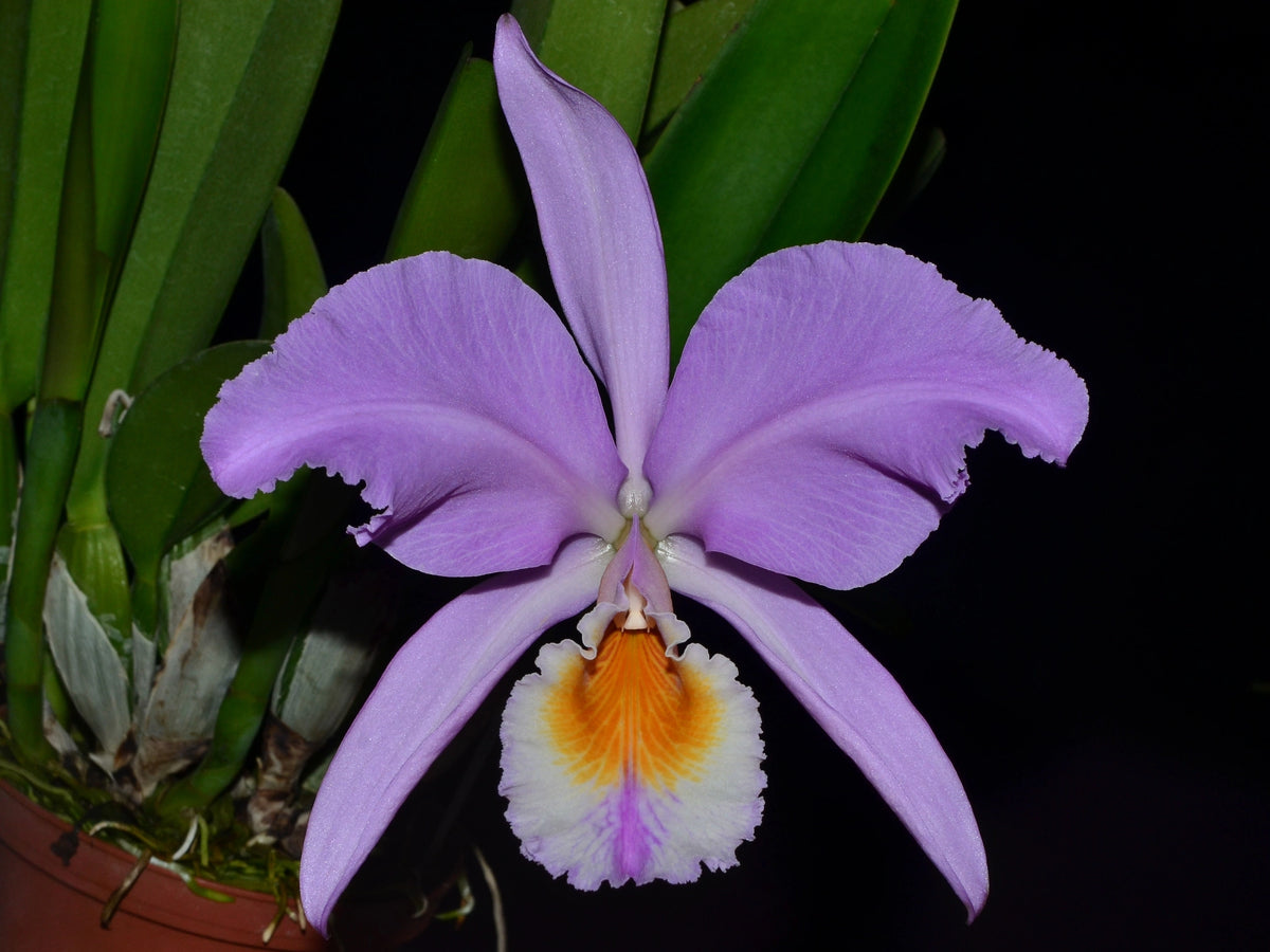 Cattleya mossiae — Ecuagenera Orquídeas del Ecuador