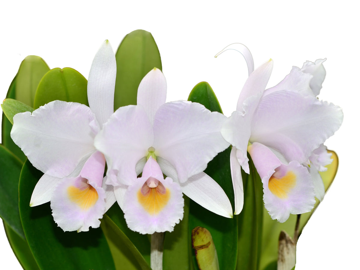Cattleya schroederae — Ecuagenera Orquídeas del Ecuador