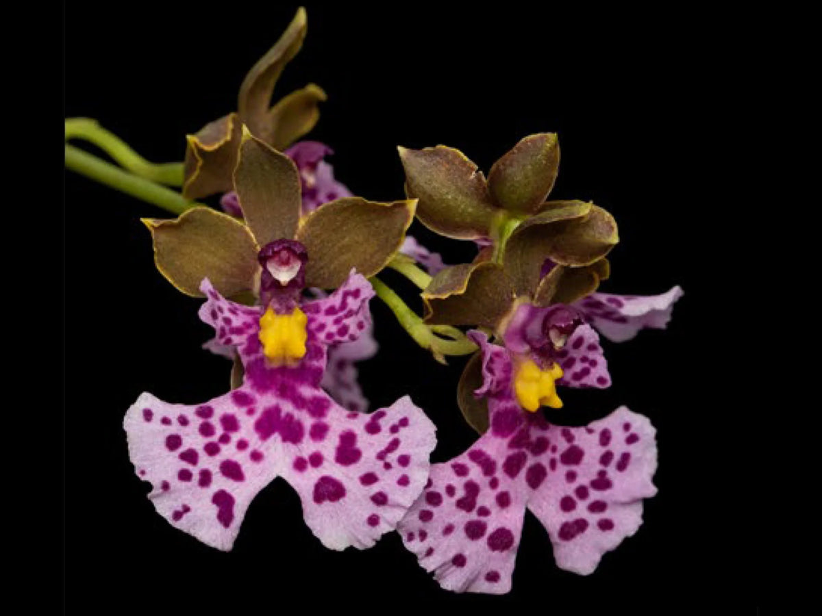 Caucaea sanguinolenta — Ecuagenera Orquídeas del Ecuador