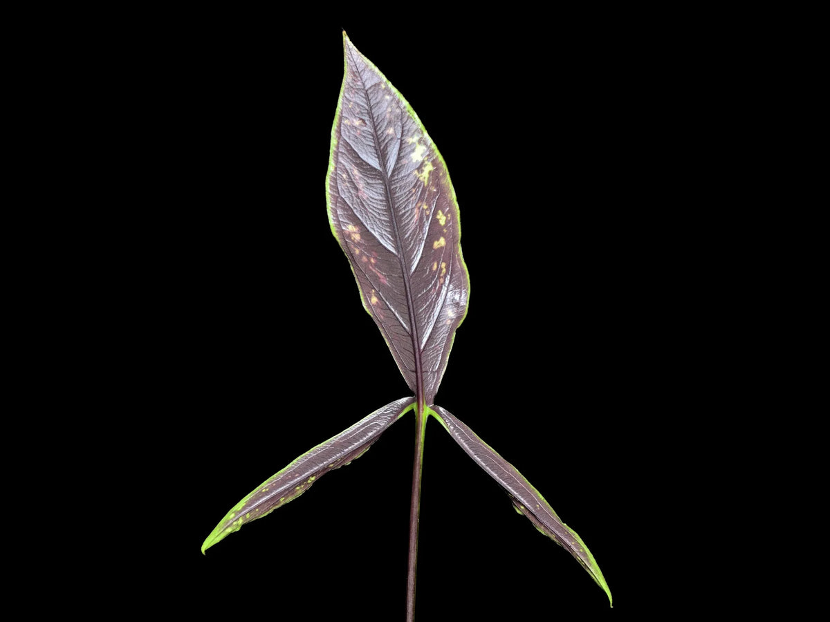 Chlorospatha mirabilis — Ecuagenera Orquídeas del Ecuador