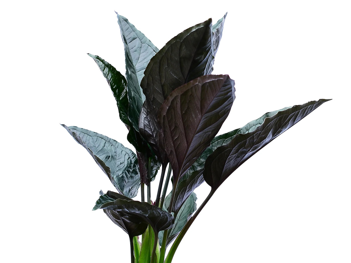 Chlorospatha Napo — Ecuagenera Orquídeas del Ecuador
