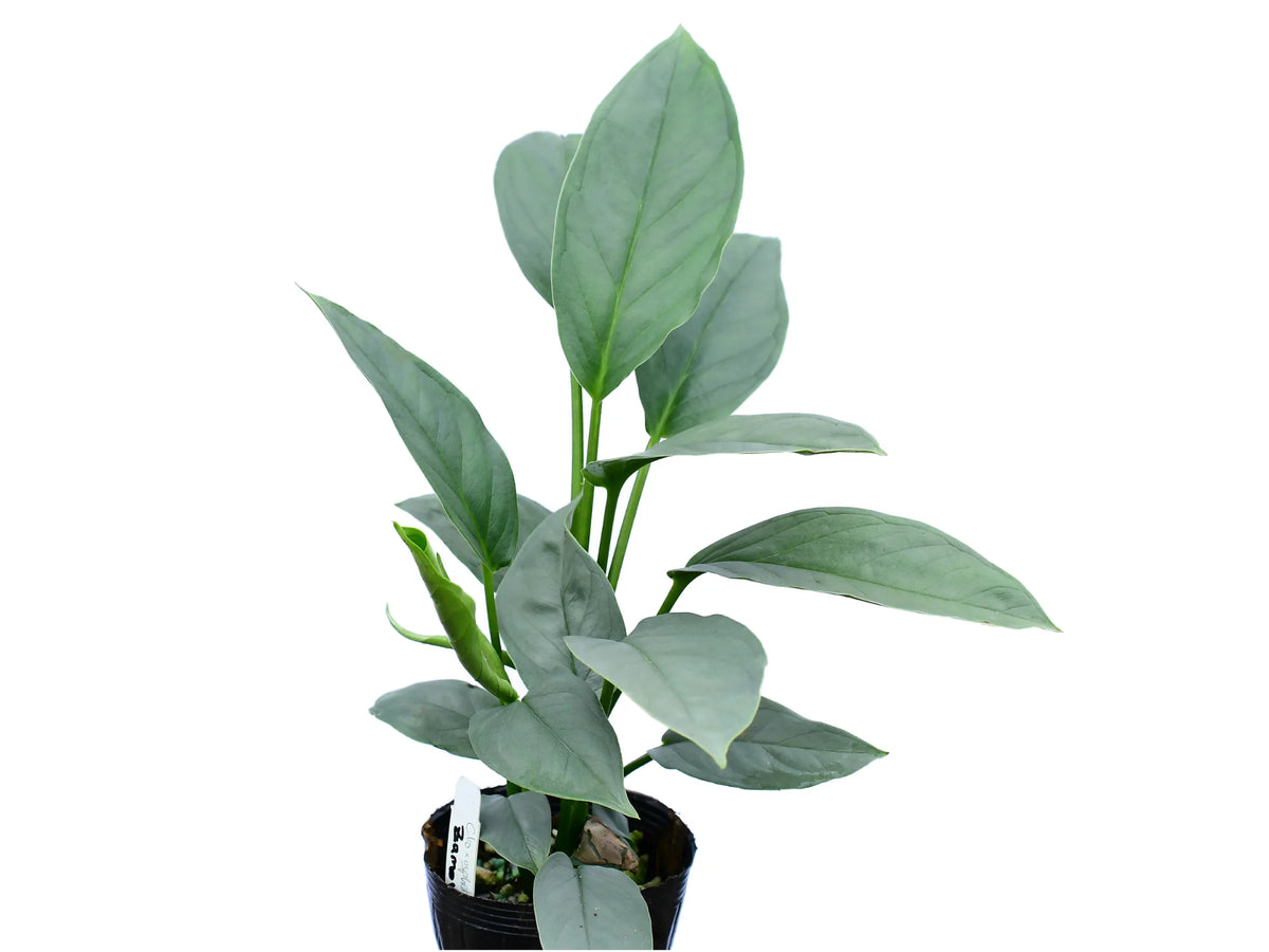 Chlorospatha sp 'Zamora Chinchipe' — Ecuagenera Orquídeas del Ecuador