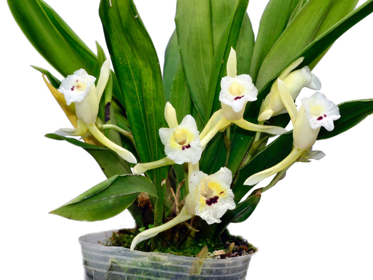 Chondroscaphe merana — Ecuagenera Orquídeas del Ecuador