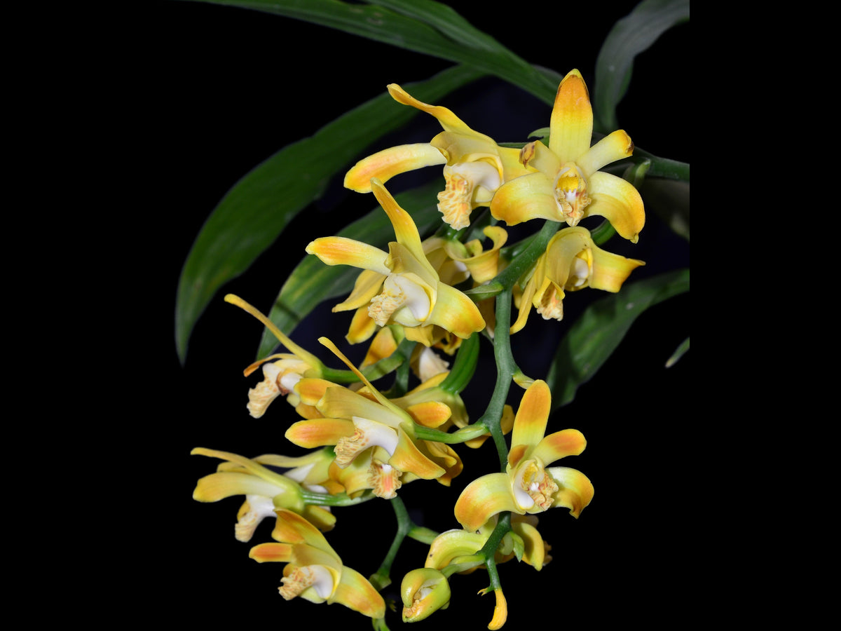 Chysis aurea — Ecuagenera Orquídeas del Ecuador