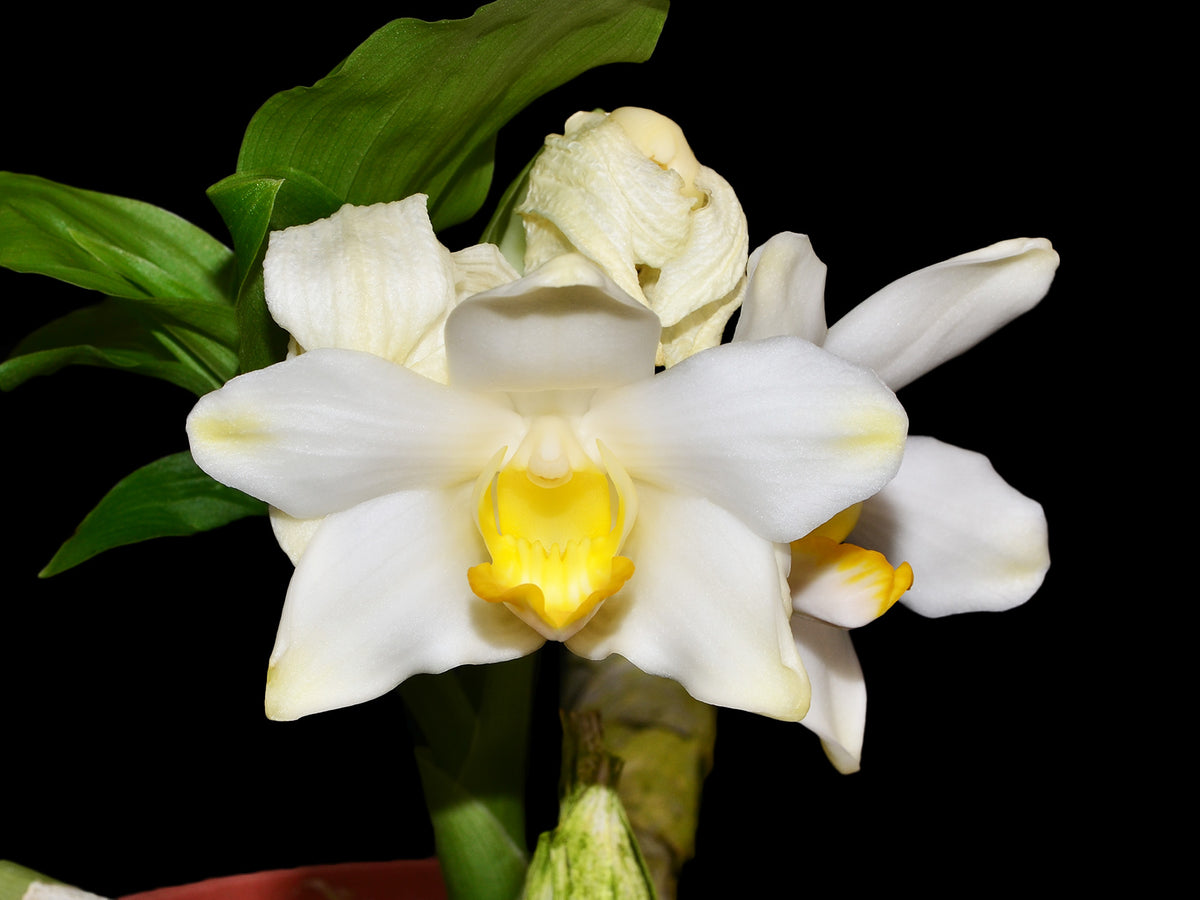 Chysis bractescens — Ecuagenera Orquídeas del Ecuador