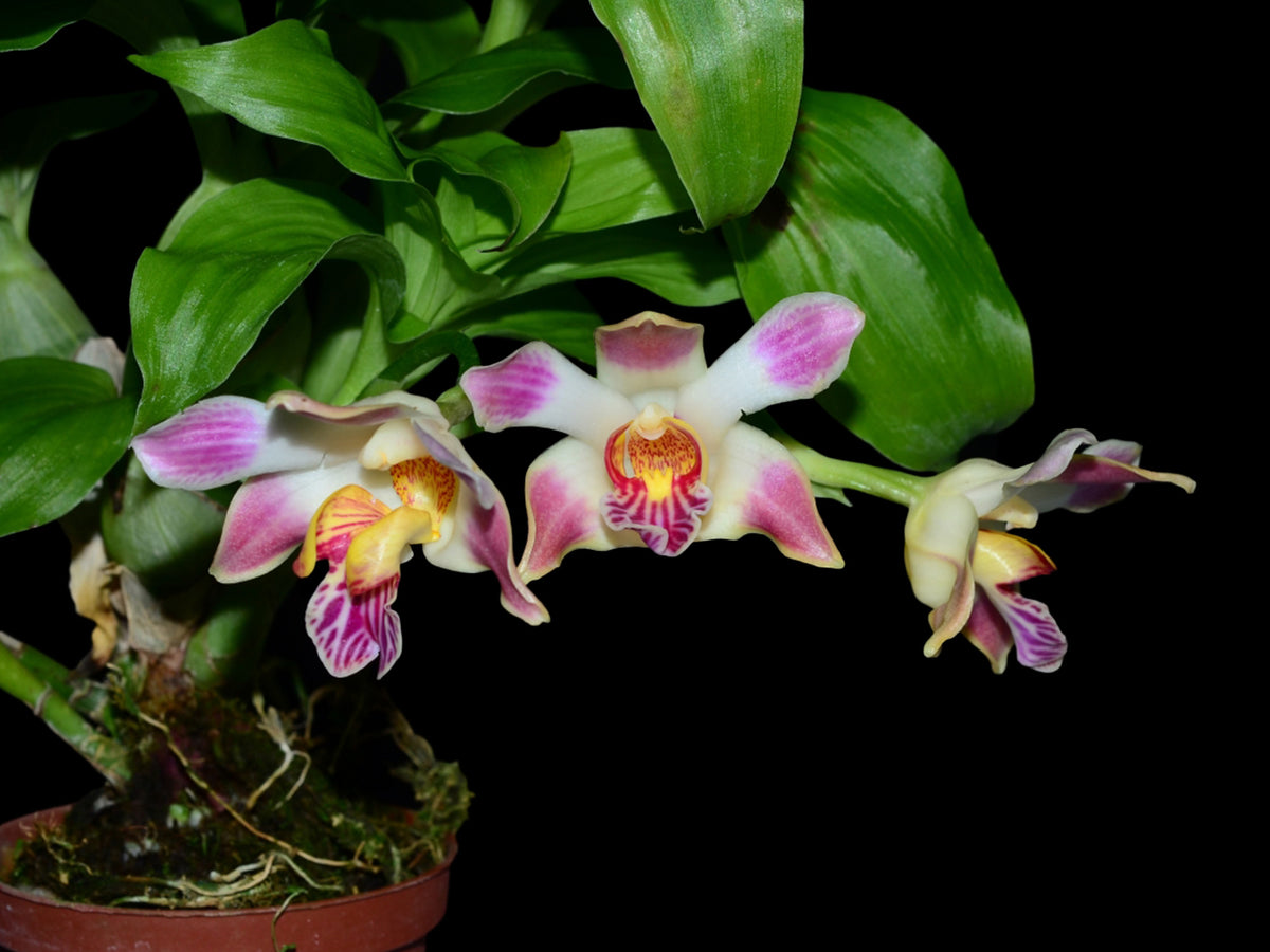 Chysis limminghei — Ecuagenera Orquídeas del Ecuador