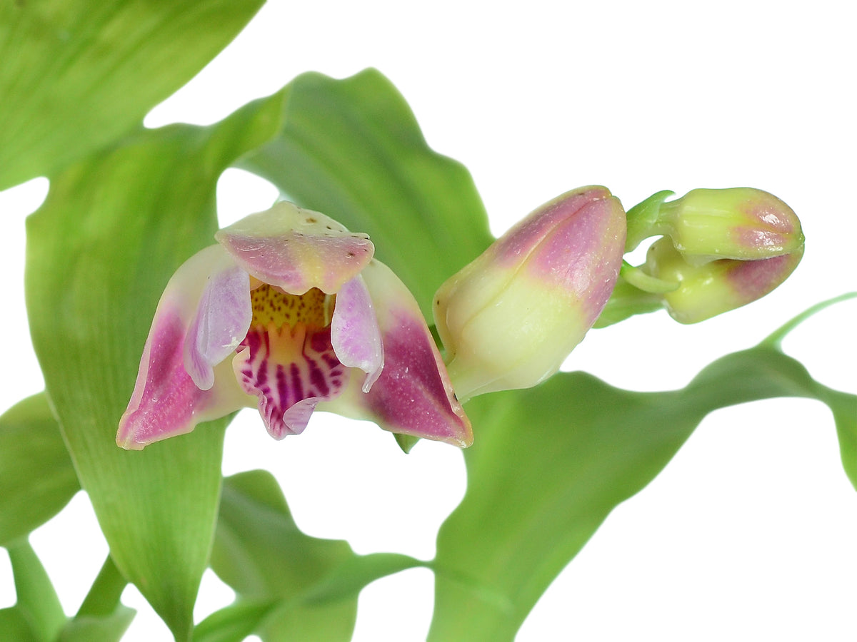 Chysis limminghei — Ecuagenera Orquídeas del Ecuador