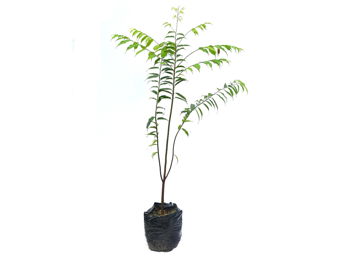 Clarisia racemosa — Ecuagenera Orquídeas del Ecuador