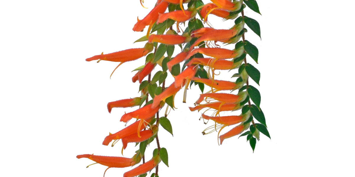 Columnea ceticeps — Ecuagenera Orquídeas del Ecuador