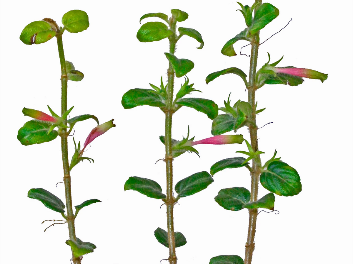 Columnea colombiana — Ecuagenera Orquídeas del Ecuador