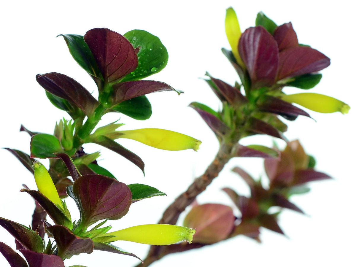 Columnea crassicaulis — Ecuagenera Orquídeas del Ecuador