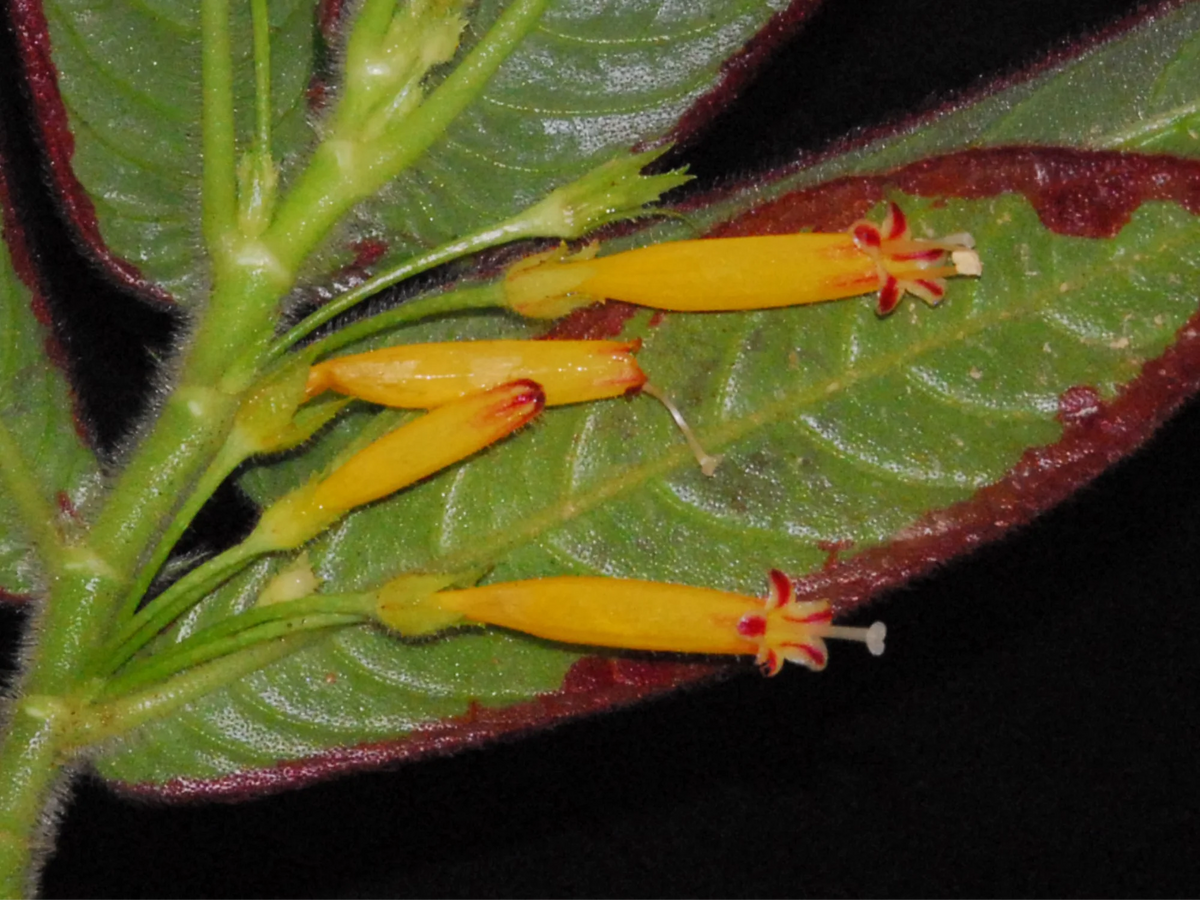 Columnea decorata — Ecuagenera Orquídeas del Ecuador