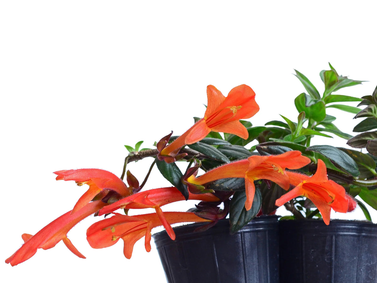 Columnea erythrophaea — Ecuagenera Orquídeas del Ecuador