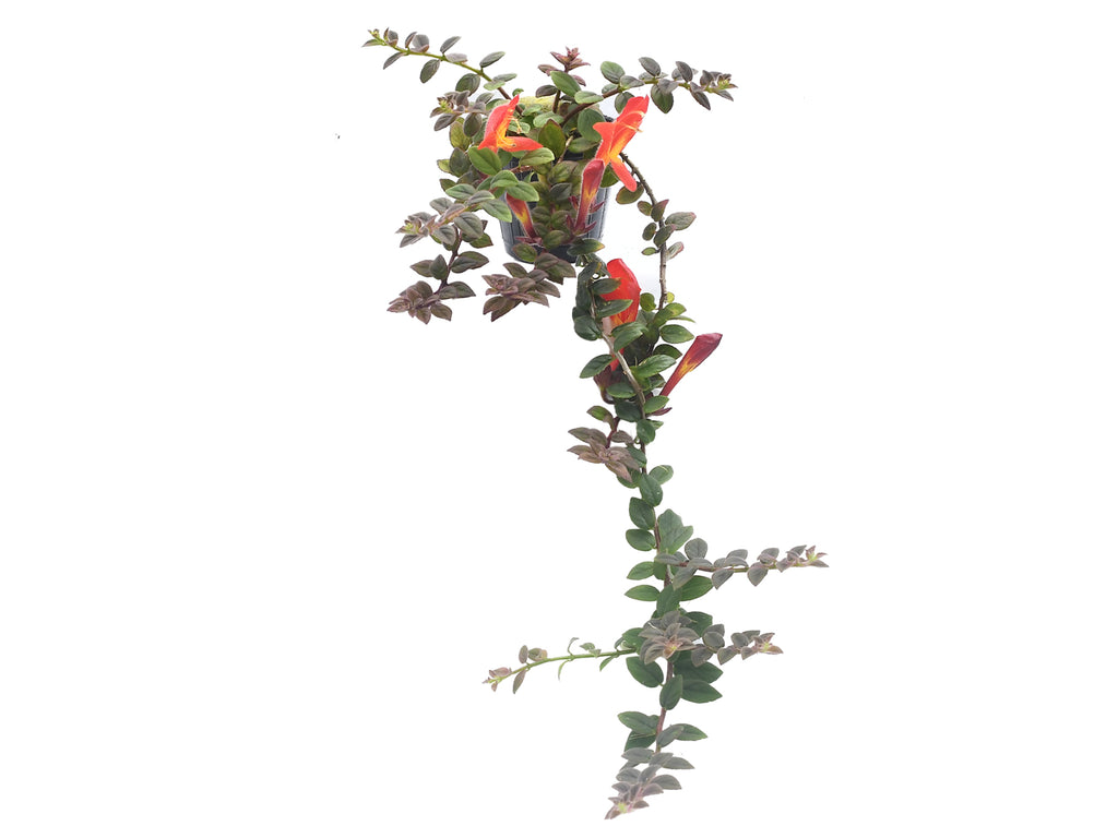 Columnea — Ecuagenera Orquídeas del Ecuador