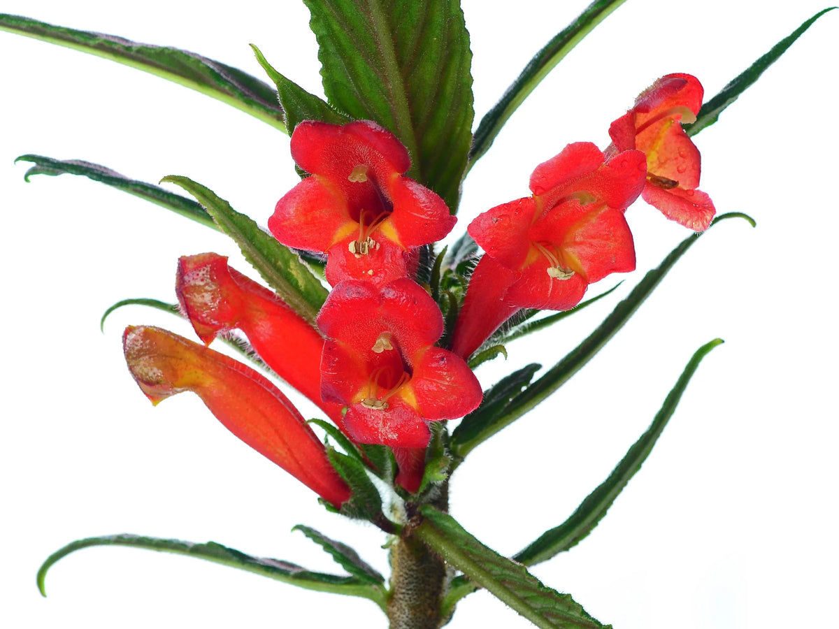 Columnea flexiflora — Ecuagenera Orquídeas del Ecuador